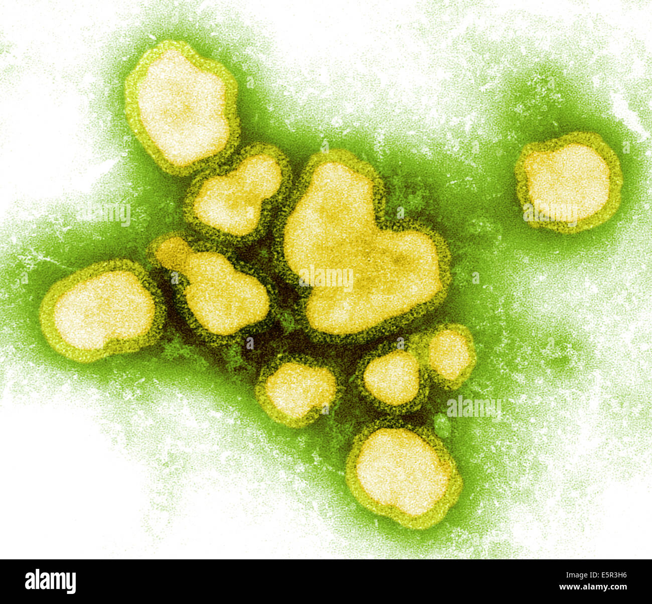 Type a virus hi-res stock photography and images - Alamy