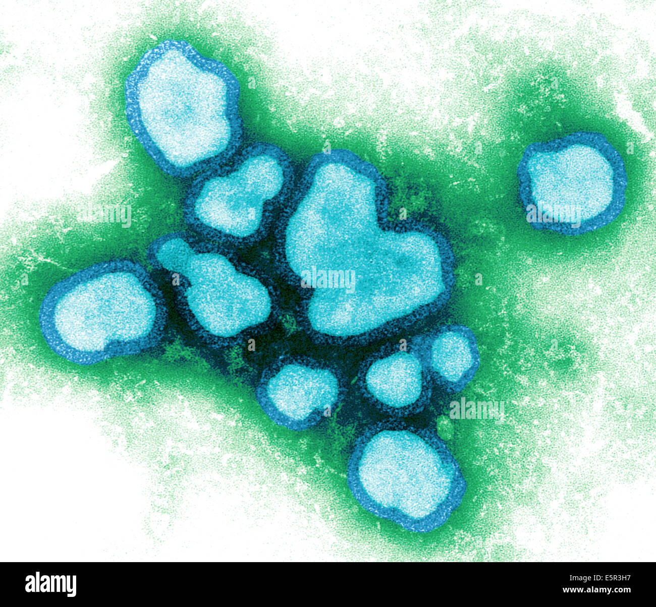 Influenzavirus a and micrograph hi-res stock photography and images - Alamy