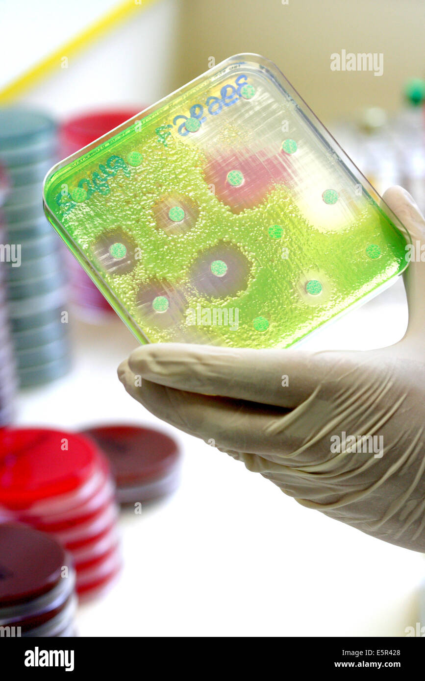 Antibiogram hi-res stock photography and images - Alamy