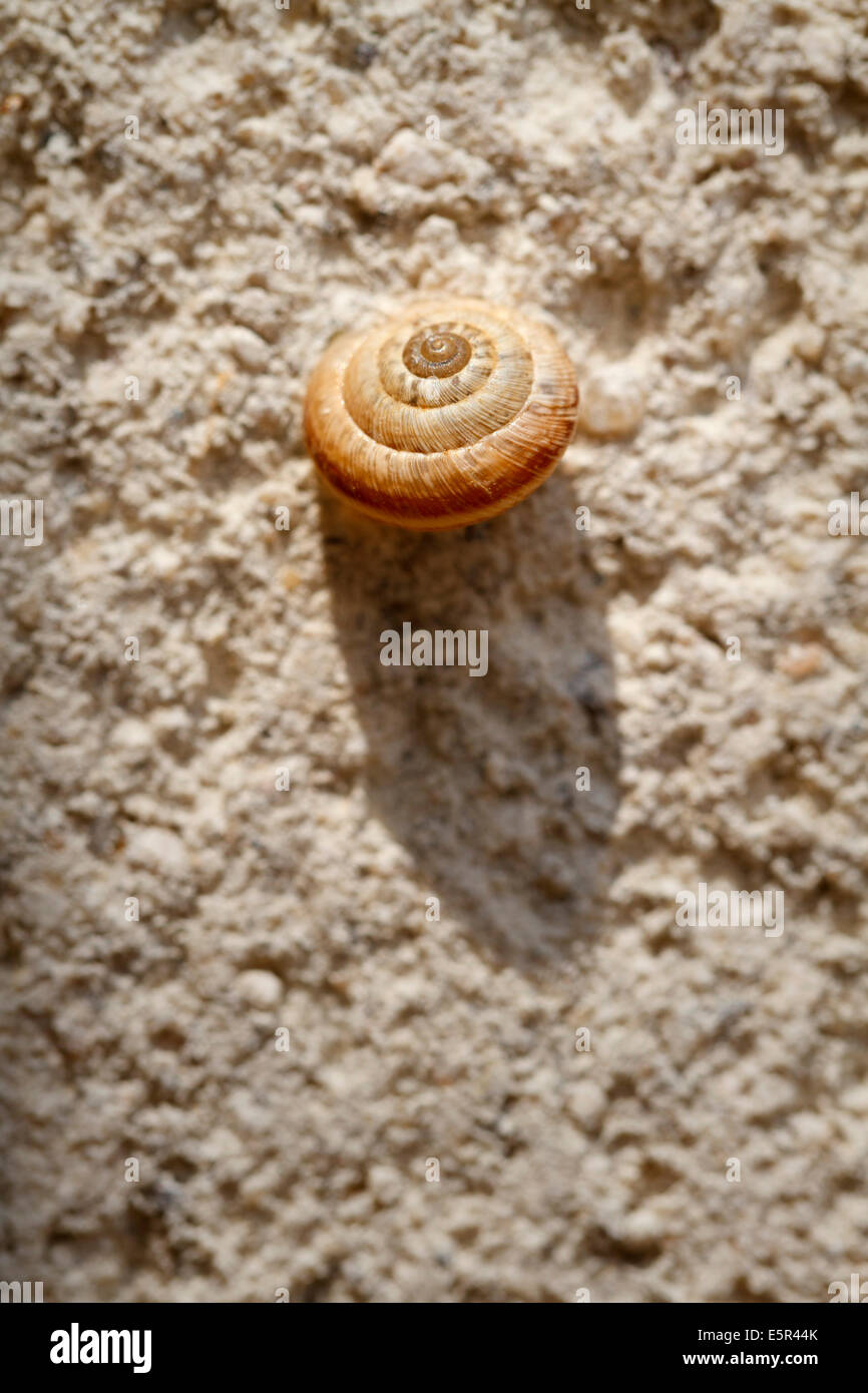 snail shell wall Stock Photo - Alamy