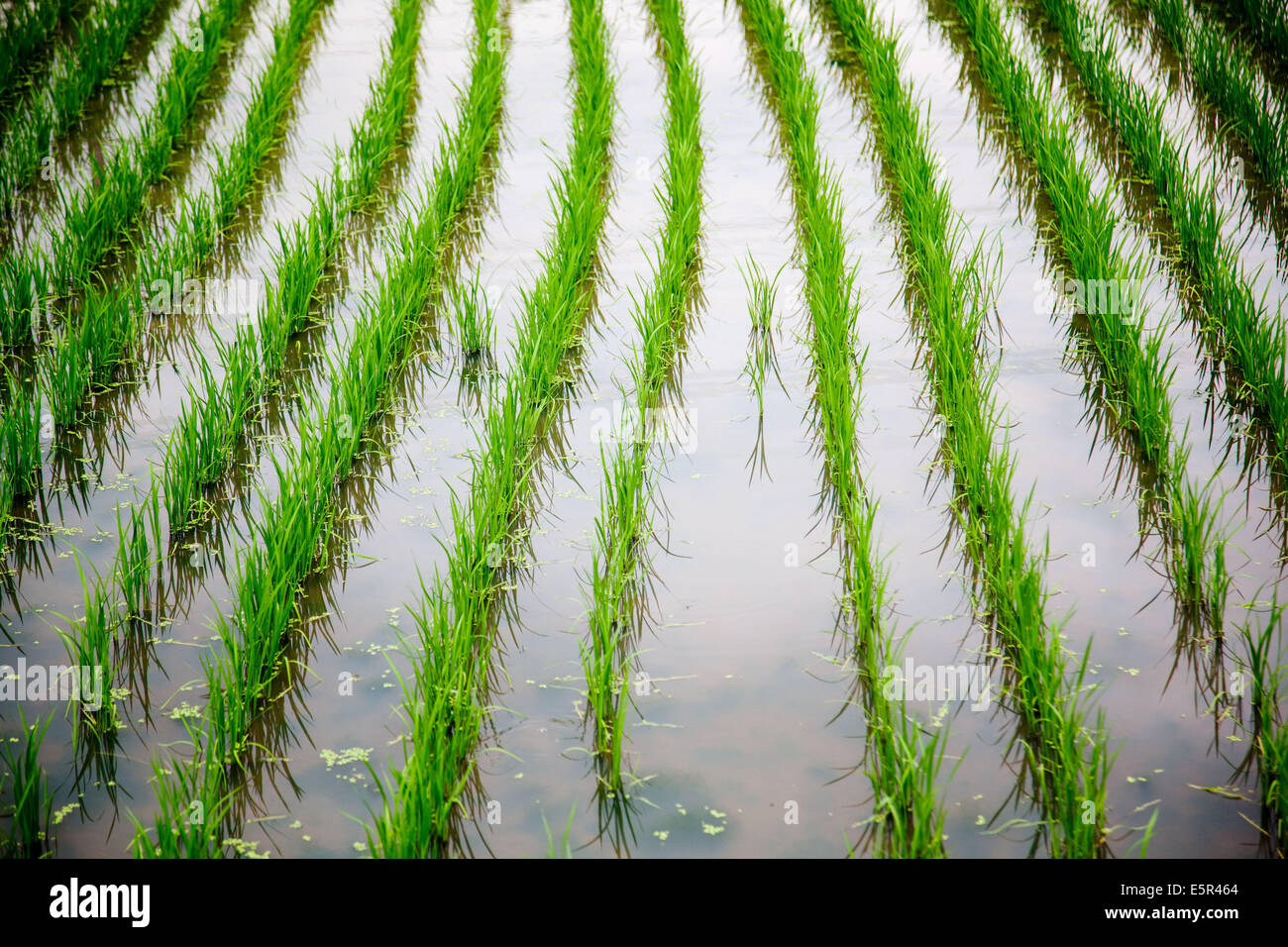 Rice field, japan Stock Photo - Alamy