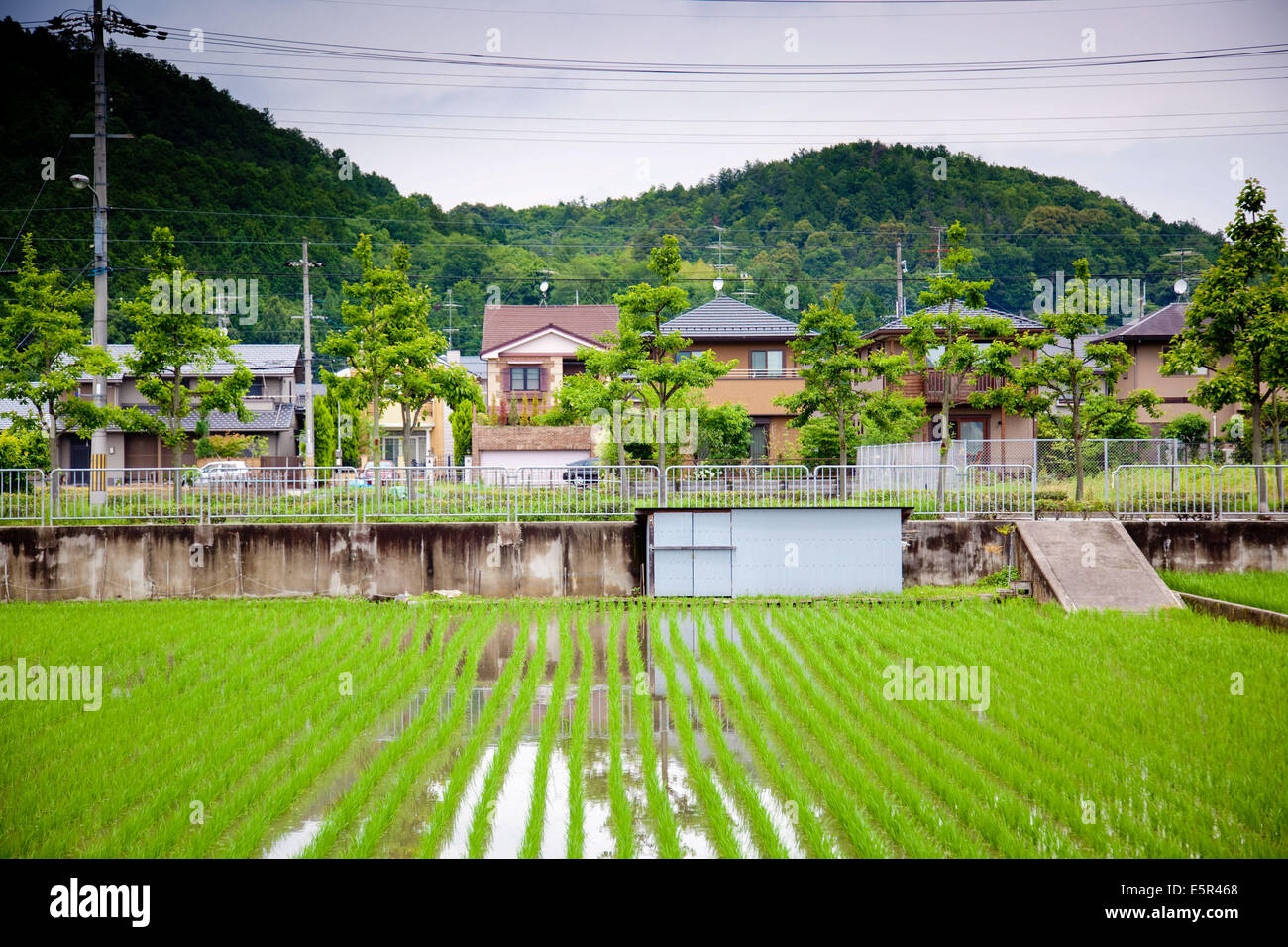 Rice field, japan Stock Photo - Alamy