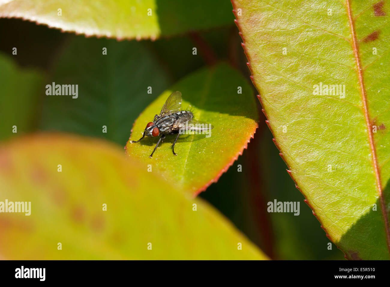 fly standing on leaf insect closeup Stock Photo - Alamy