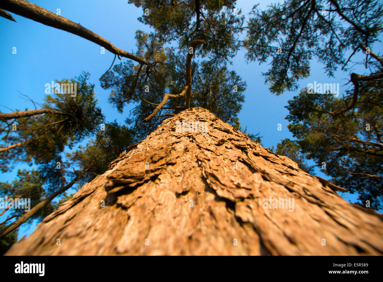 Looking up at the trees on Bromlow Callow, Bromlow, Shropshire, England ...