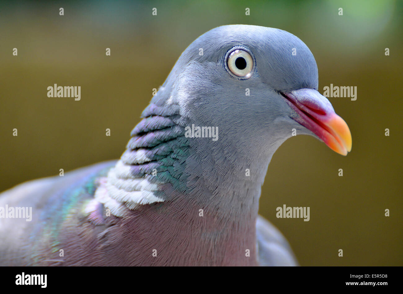 Woodpigeon head closeup hi-res stock photography and images - Alamy