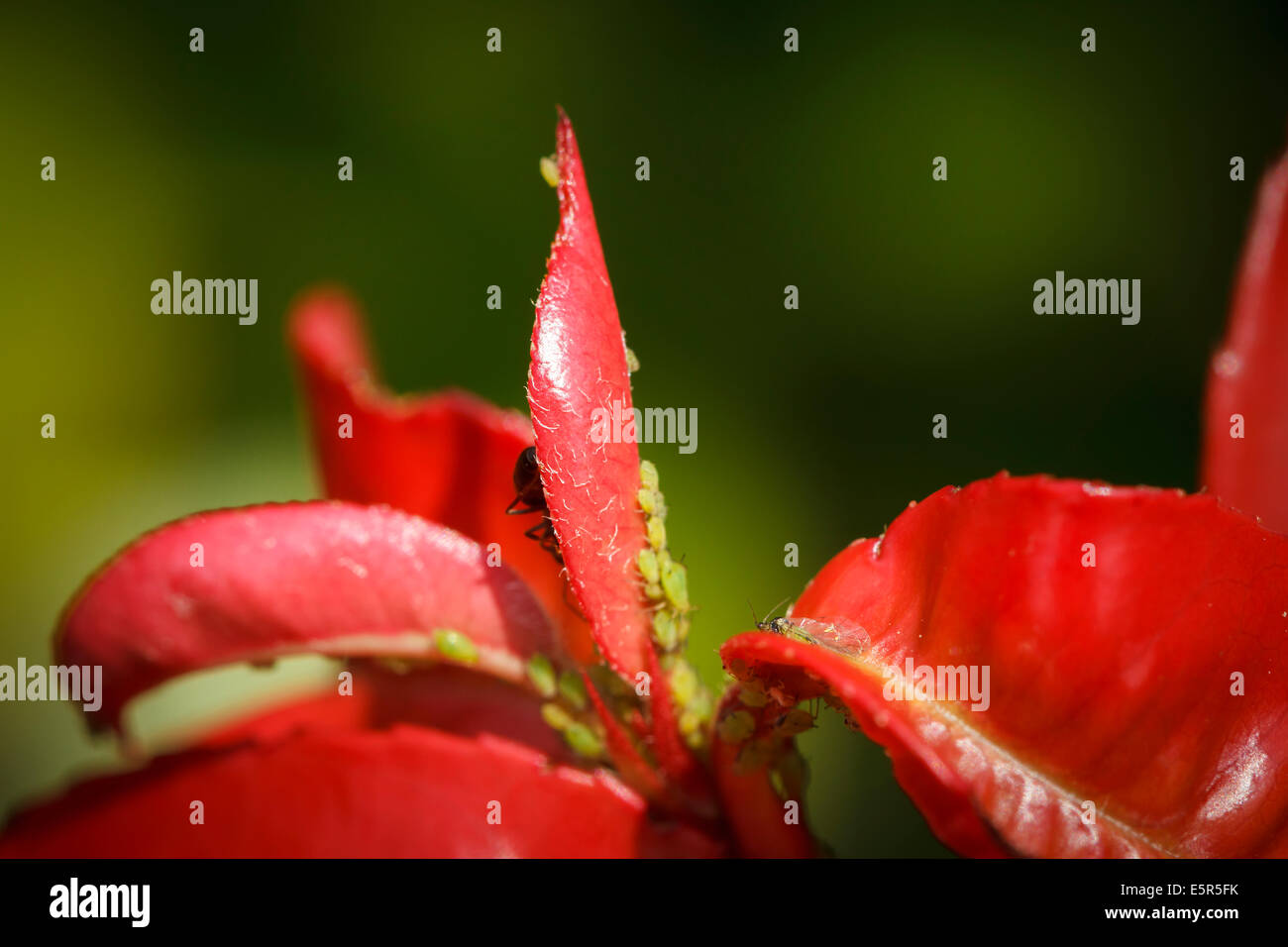 Image of red ants hi-res stock photography and images - Alamy