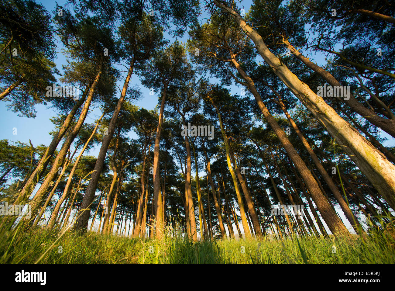 Bromlow hi-res stock photography and images - Alamy