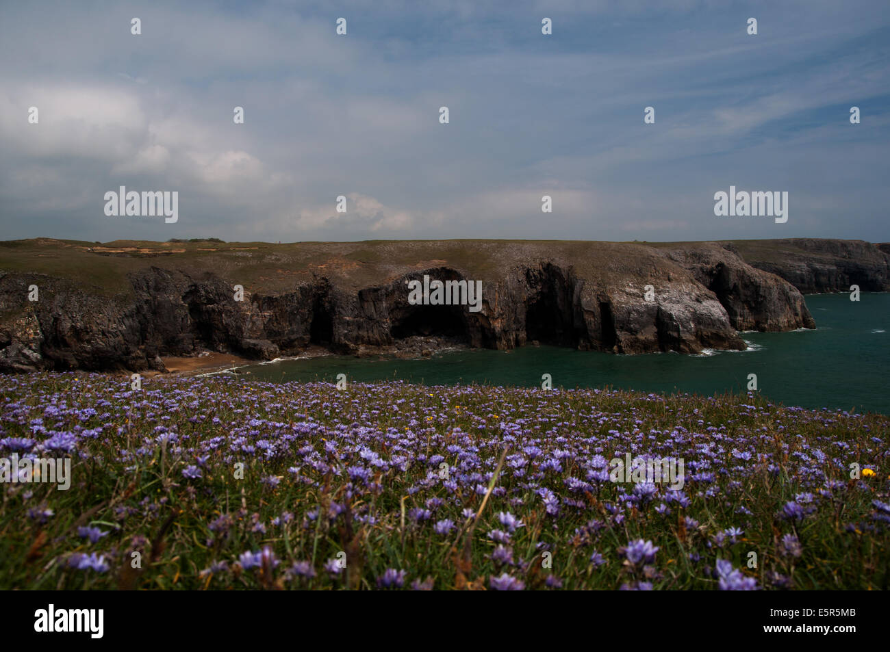 sea, cliffs, bluebells, flowers, coast path Stock Photo - Alamy