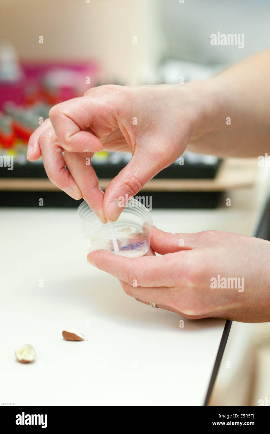 Preparation of skin prick tests with samples of allergens, Limoges ...