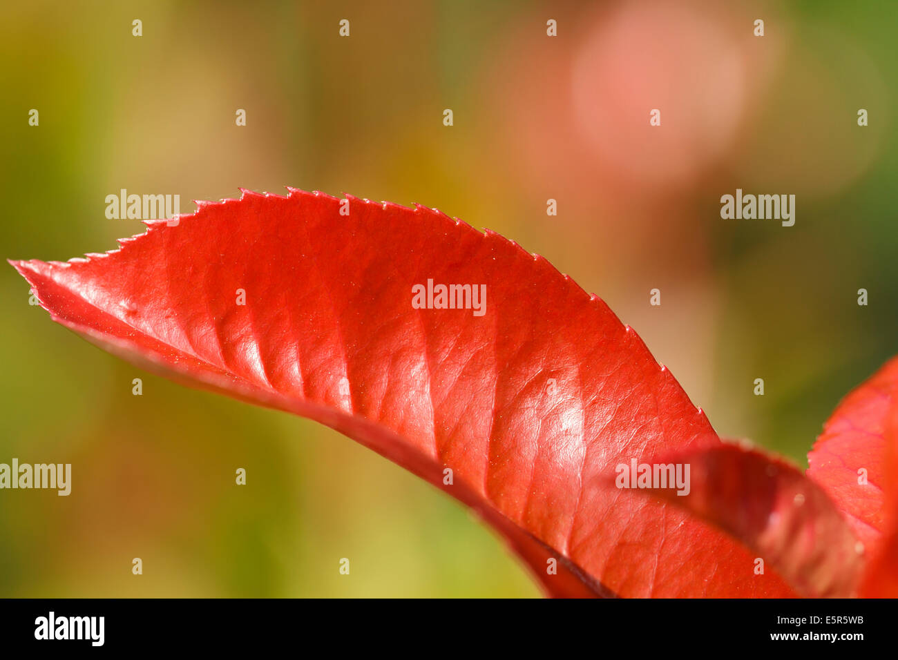 red leaves nature green color red color Stock Photo - Alamy