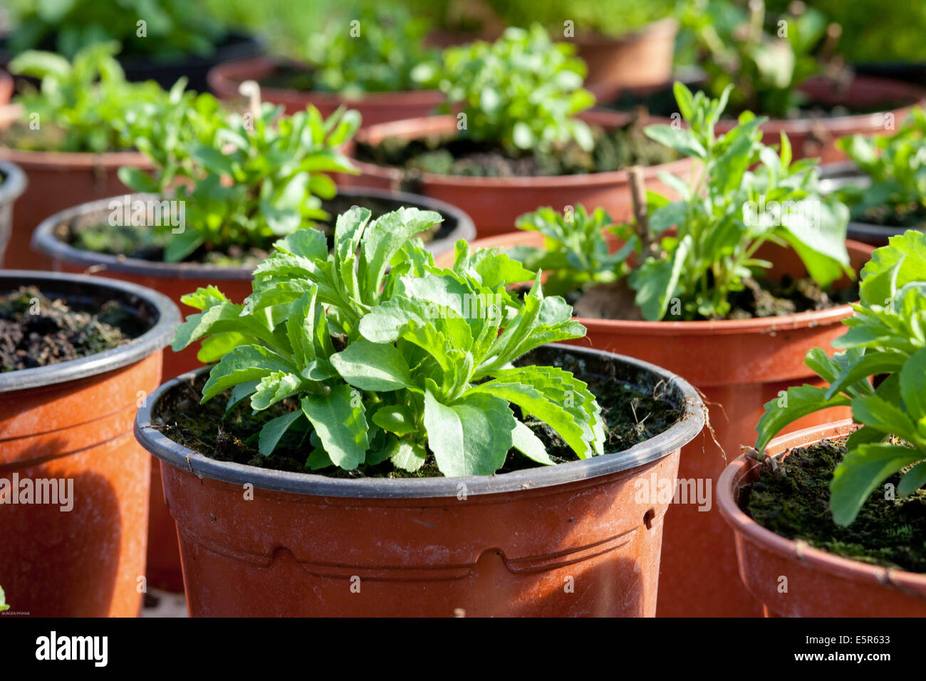 Stevia plant hi-res stock photography and images - Alamy