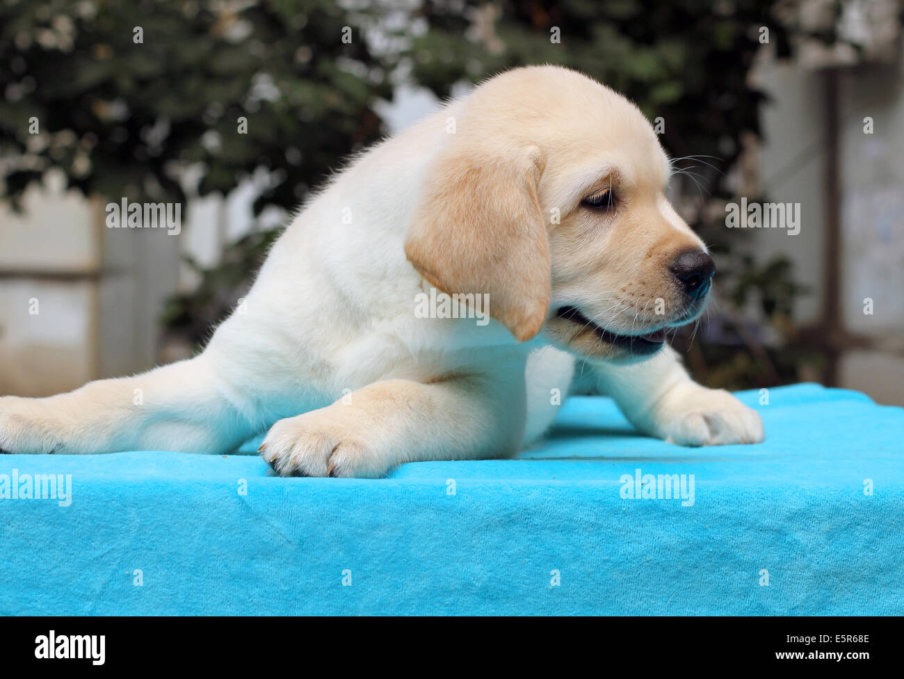 happy yellow labrador puppy laying on blue background Stock Photo - Alamy
