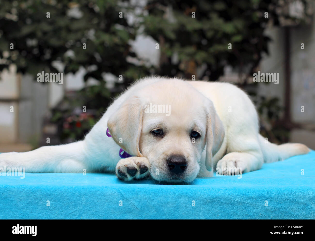 nice happy yellow labrador puppy laying on blue background Stock Photo ...