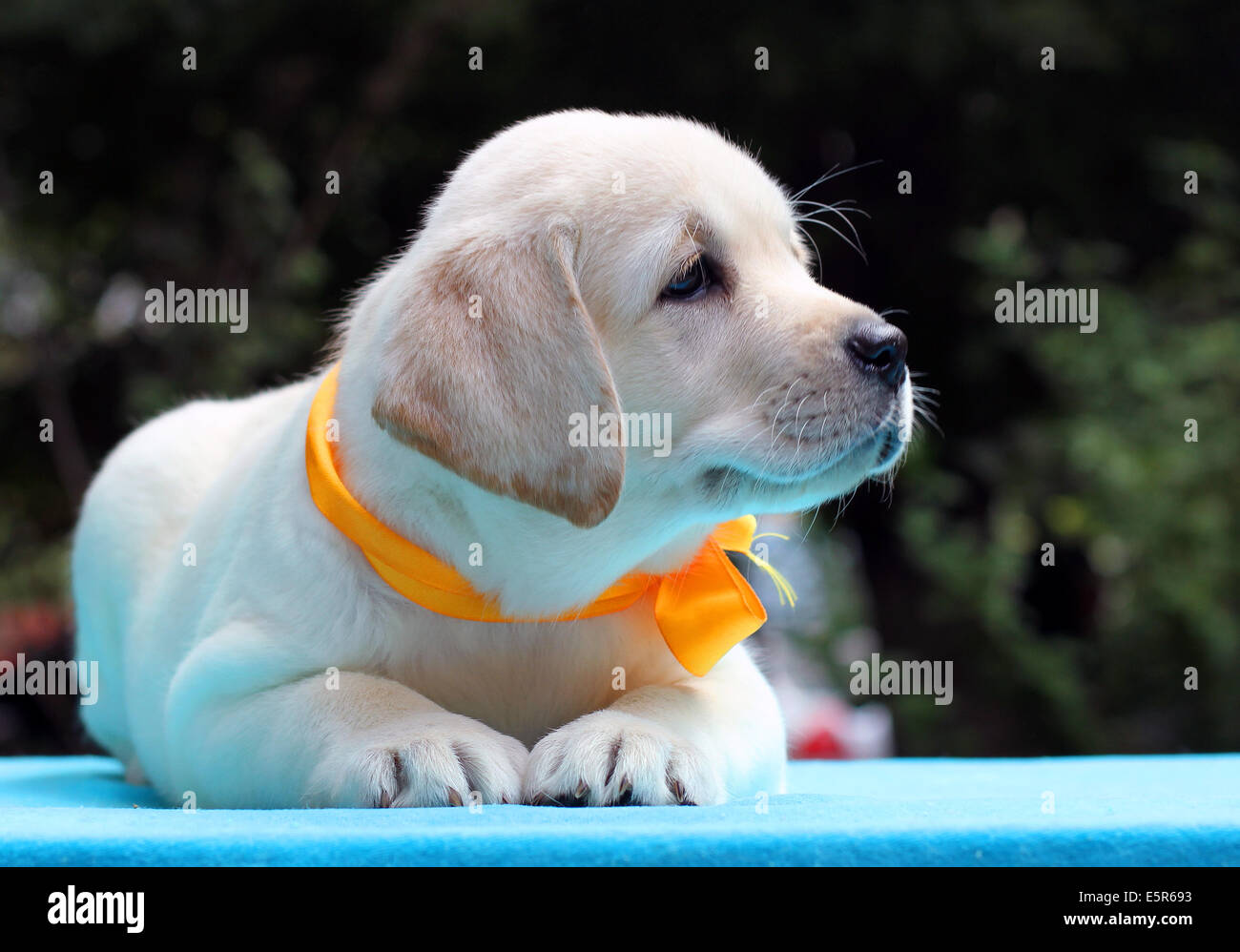 nice happy yellow labrador puppy laying on blue table Stock Photo - Alamy