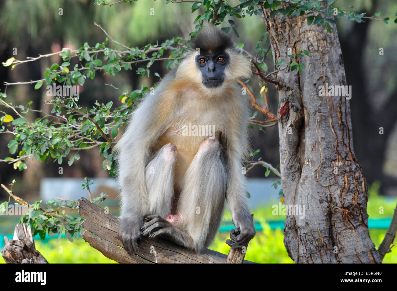 Male langur monkey hi-res stock photography and images - Alamy