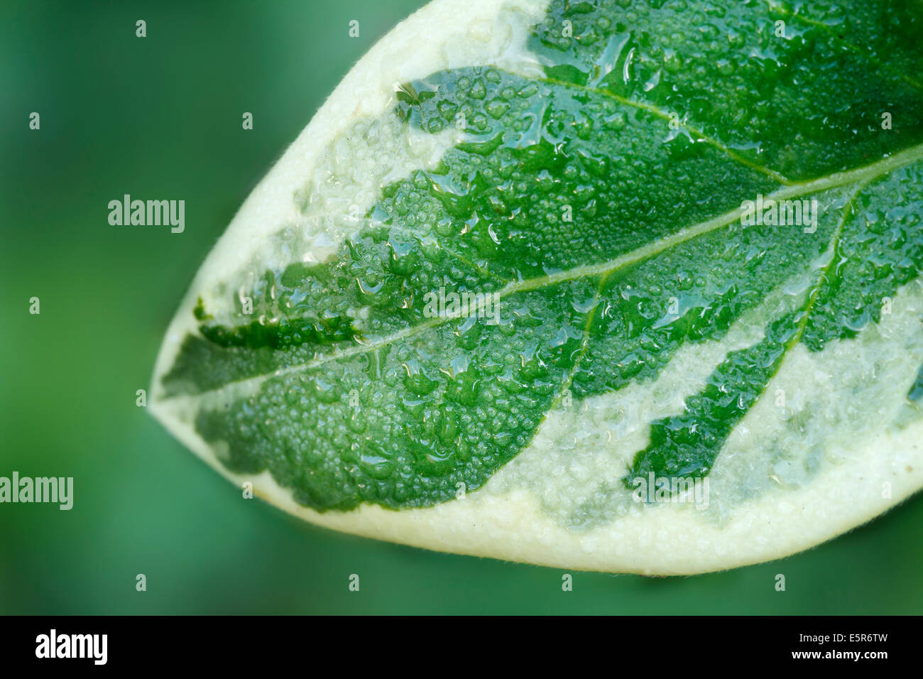 leave green white Stock Photo - Alamy