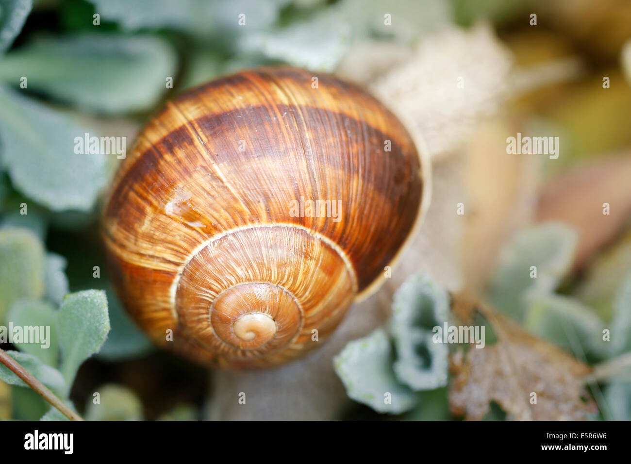 snail shell nature leaves Stock Photo - Alamy