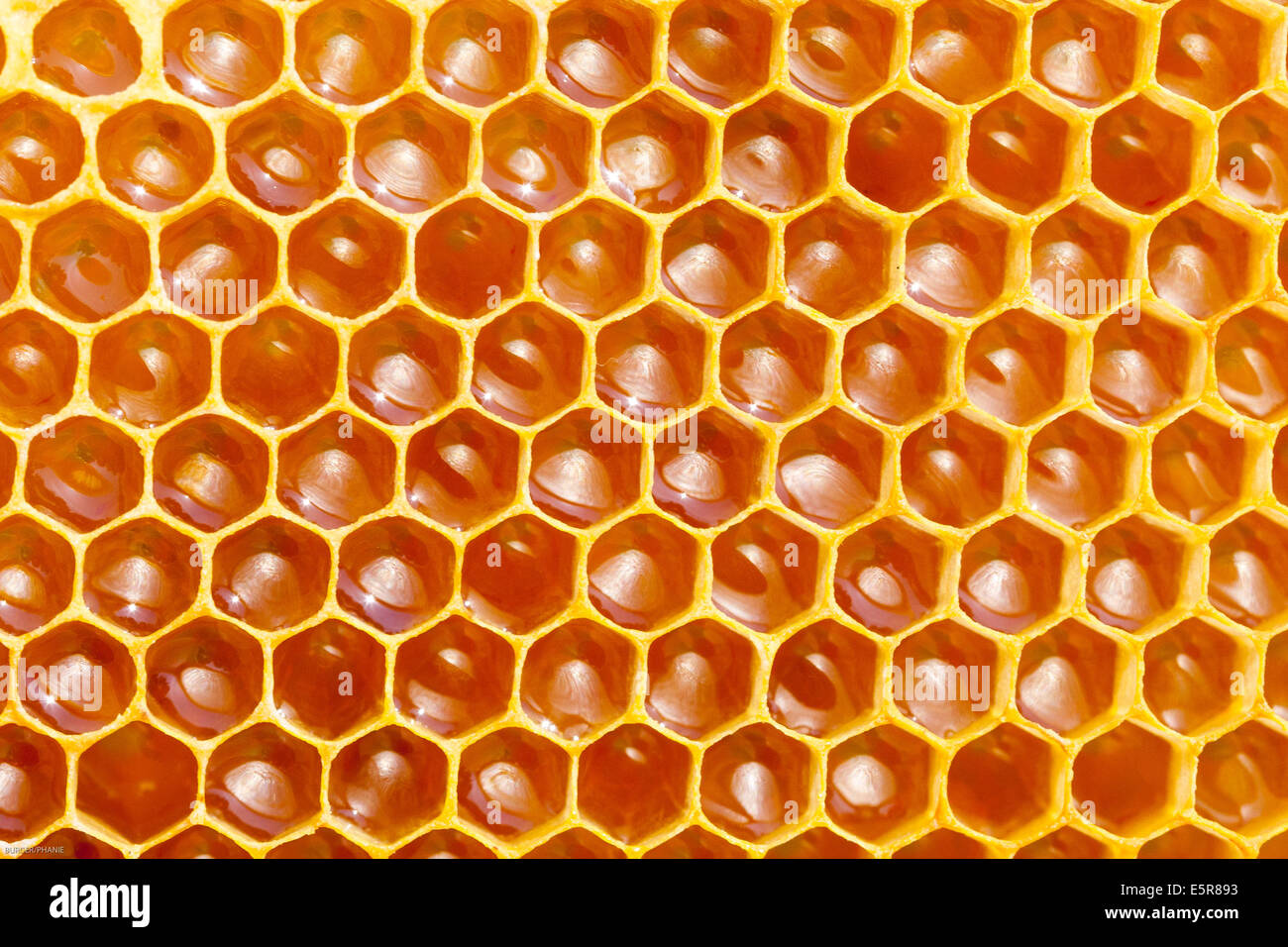 Cells of honeycomb Stock Photo - Alamy Cells of honeycomb Stock Photo - Alamy