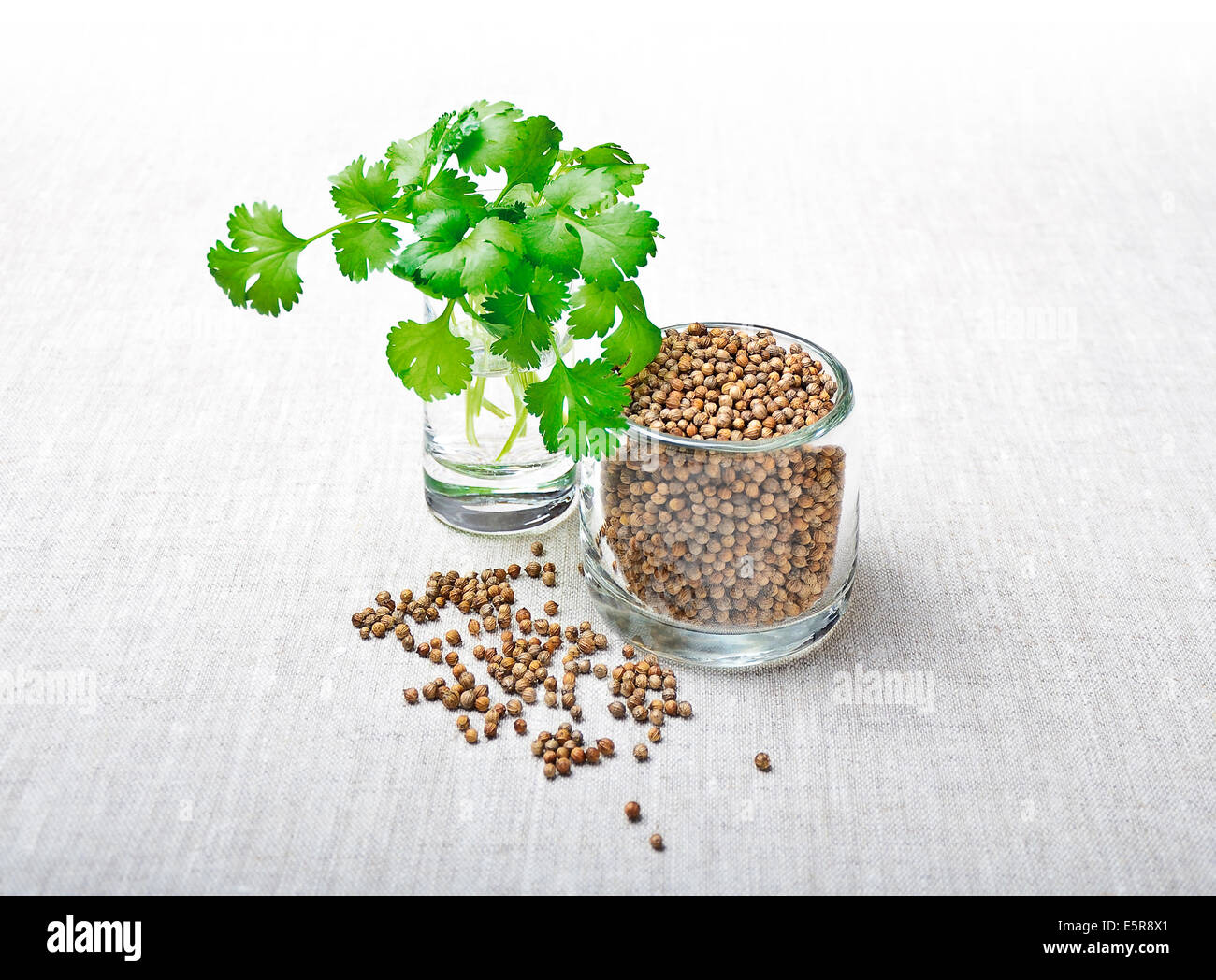 Coriander Leaves And Seeds - Cilantro - Fresh coriander leaves and ...
