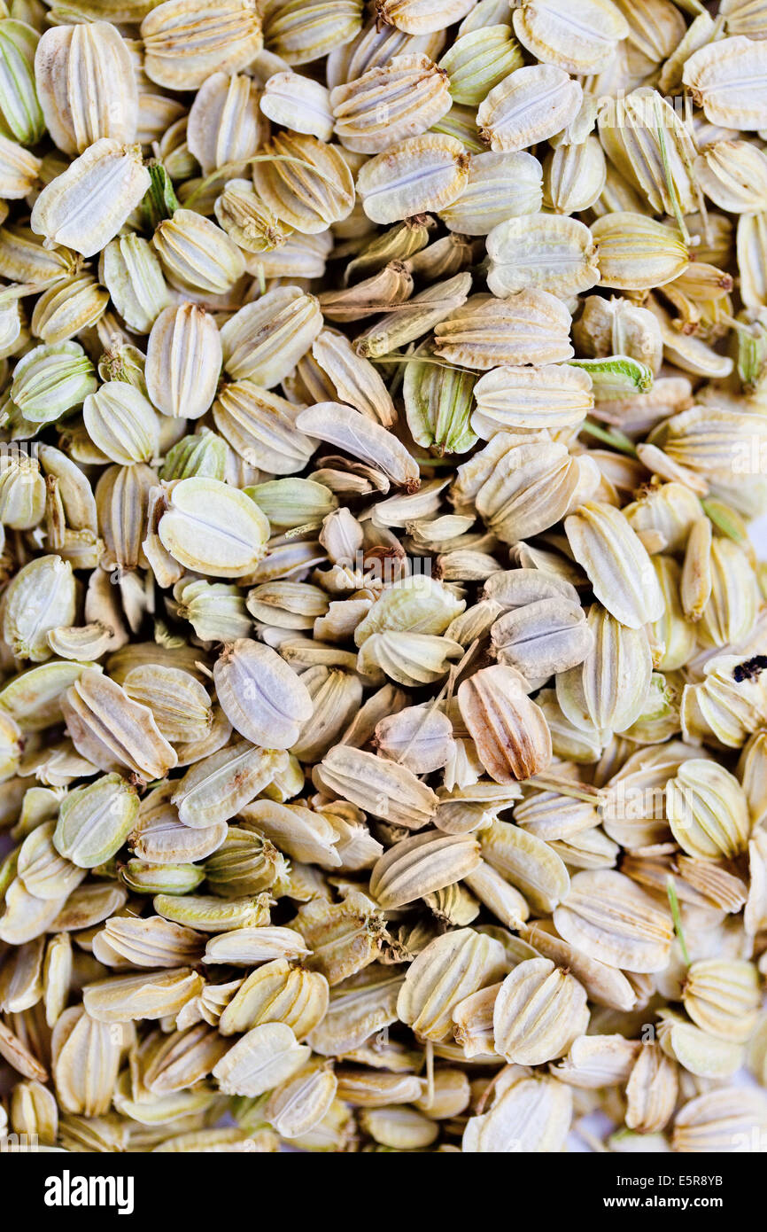 Don quai plant seeds. Scoop of seeds of the don quai plant (Angelica ...