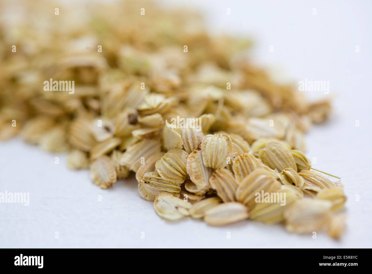 Don quai plant seeds. Scoop of seeds of the don quai plant (Angelica ...