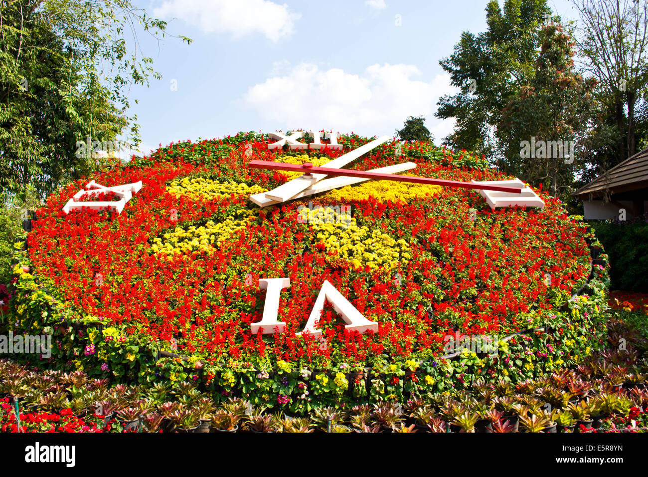 Flower clock hi-res stock photography and images - Alamy