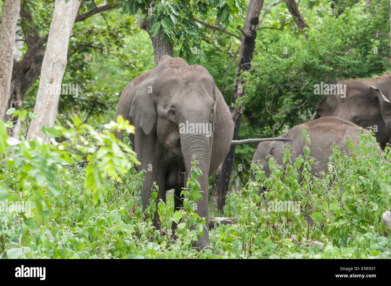 Tusker elephants hi-res stock photography and images - Alamy