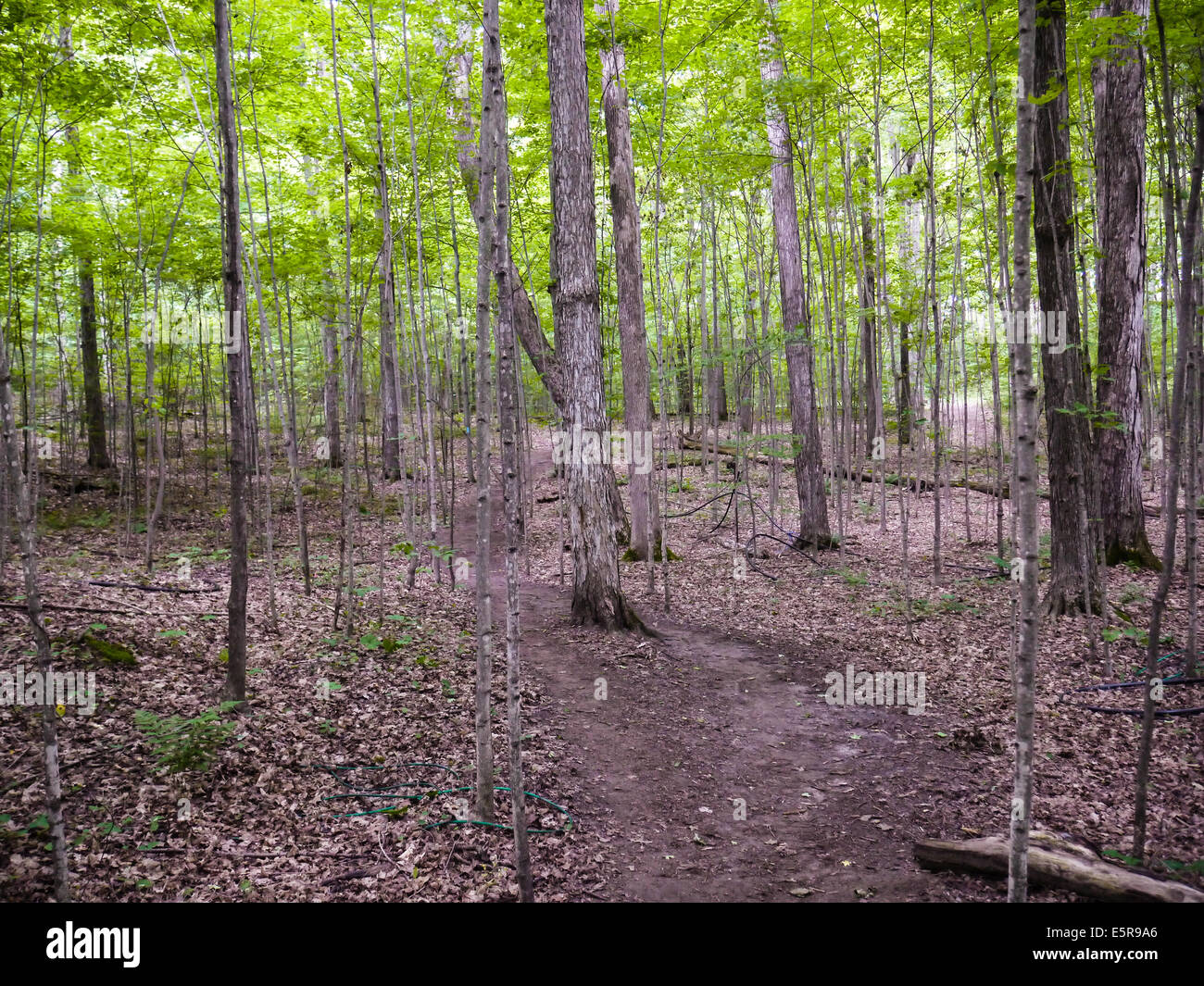 Ontario forest wood mud trees Stock Photo - Alamy