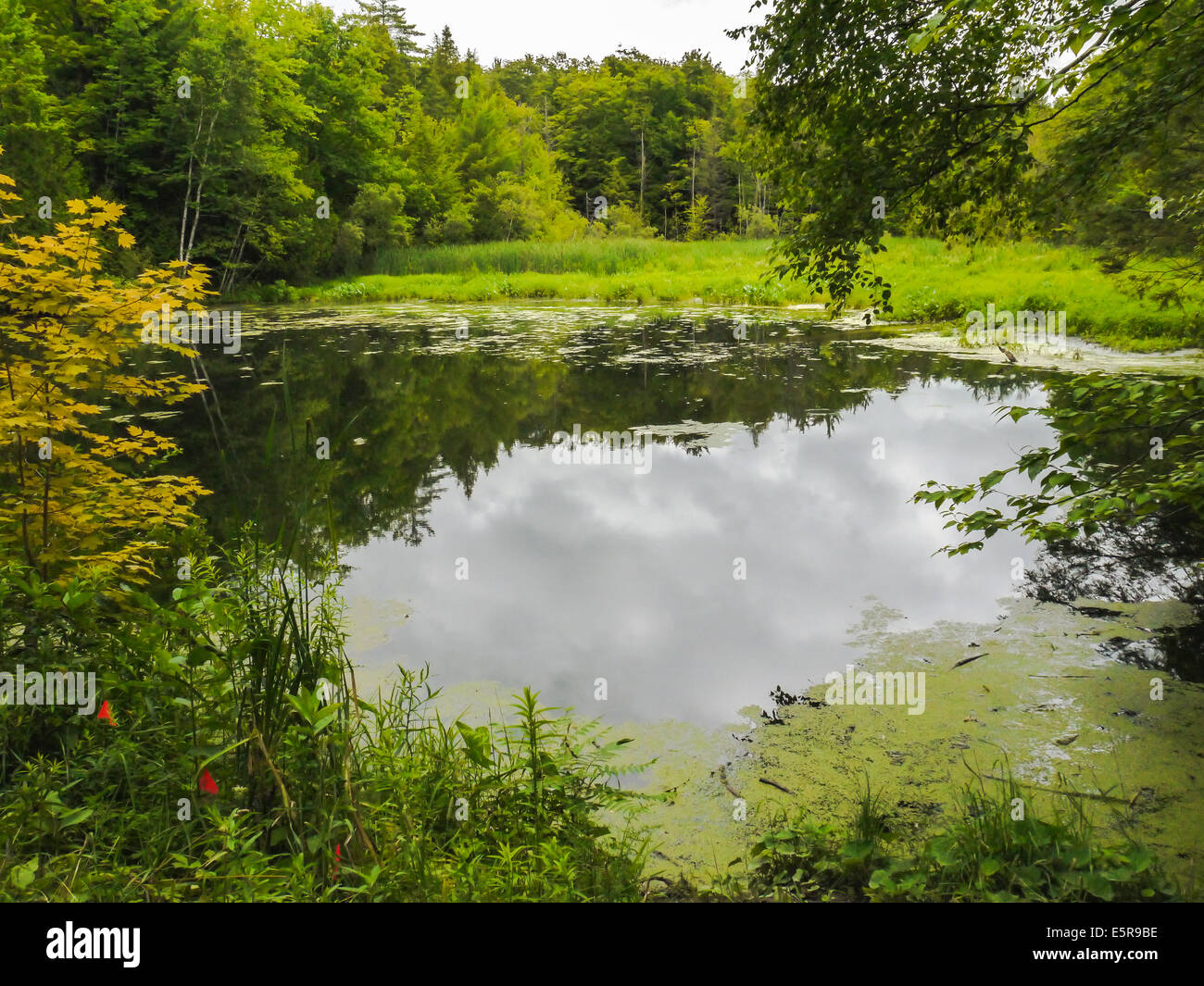 pond water reflection green scenic summer outdoor Stock Photo - Alamy