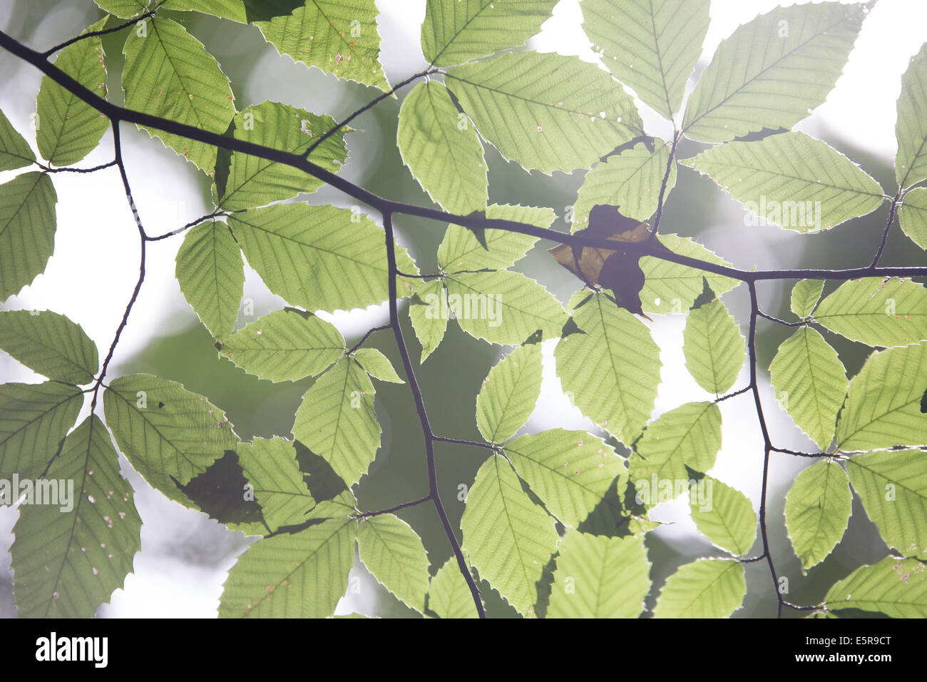 Light green leaves hi-res stock photography and images - Alamy