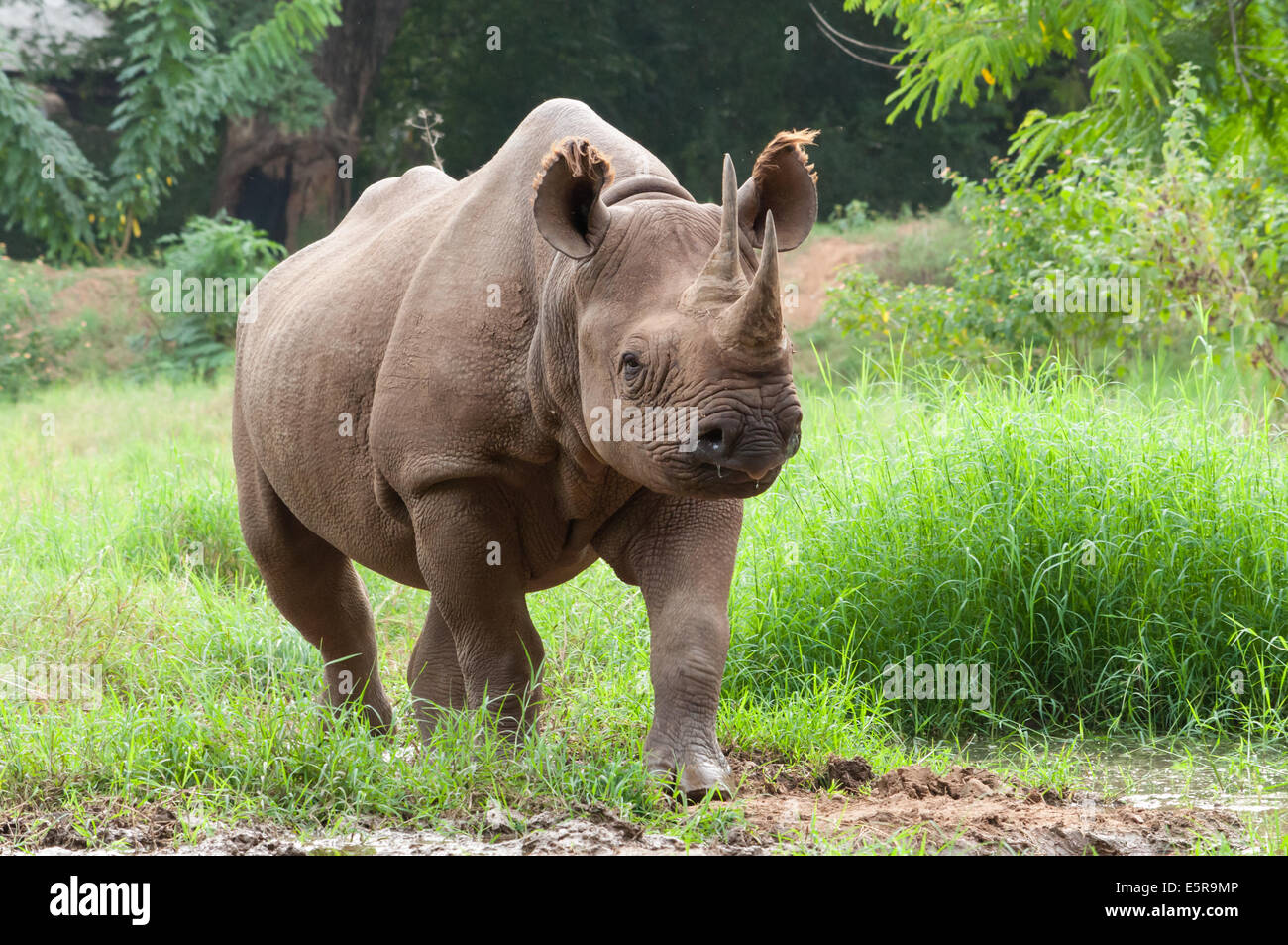 Two Horned Rhinoceros ( Ceratotherum Stock Photo - Alamy