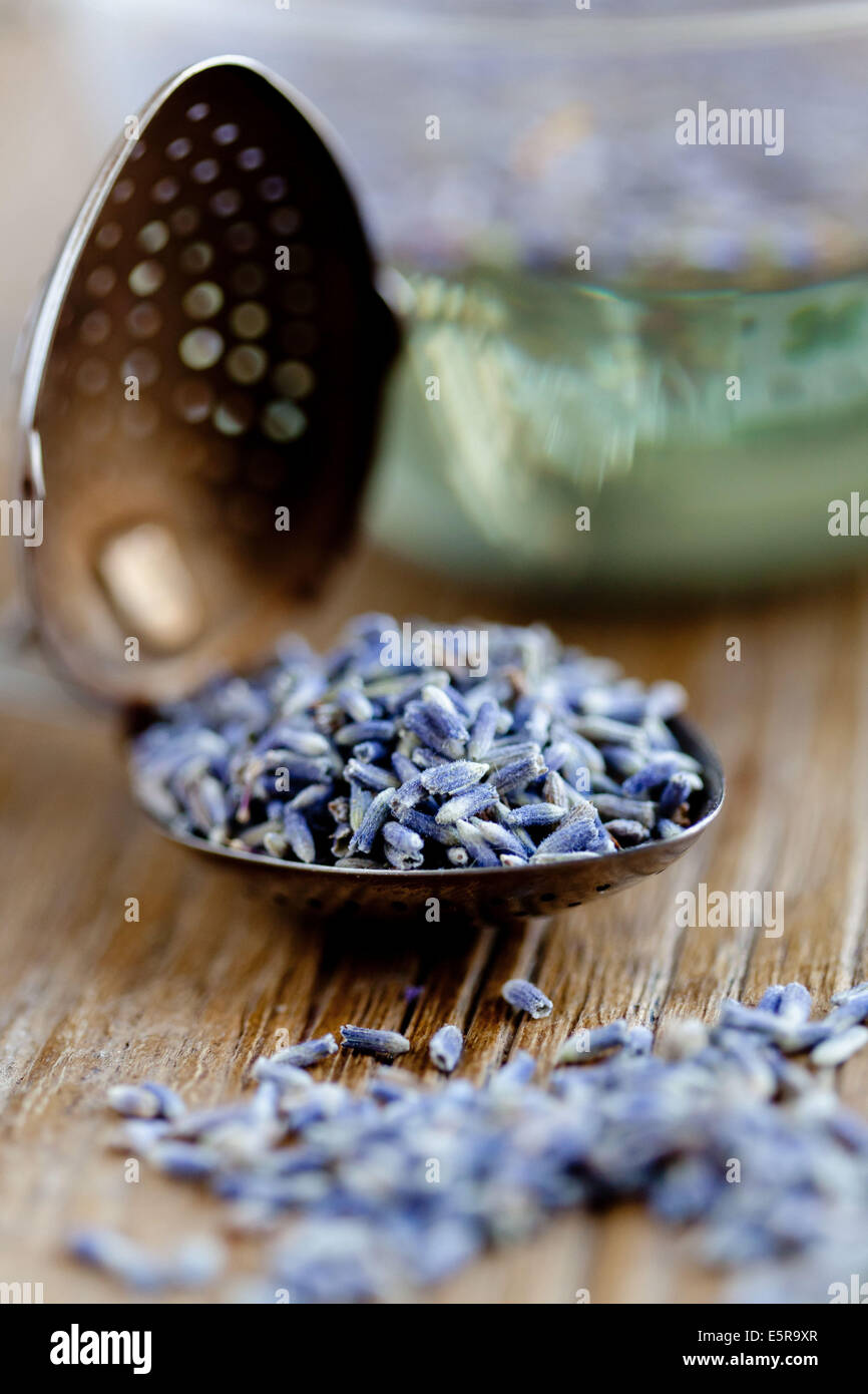 Lavender tea, Dried flowers of the lavender plant (Lavandula ...
