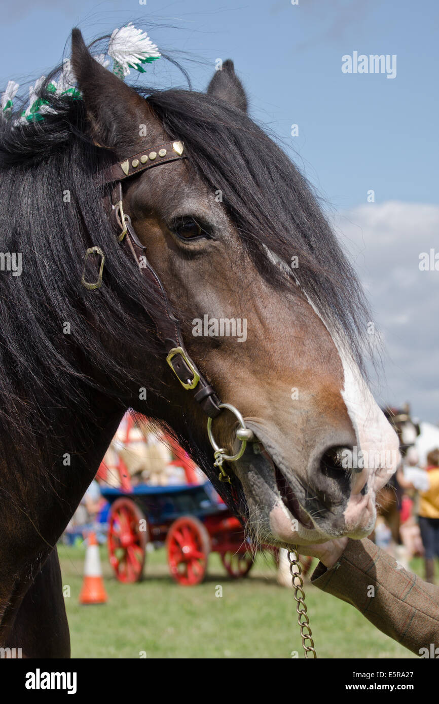 A close up of a shire horse Stock Photo - Alamy