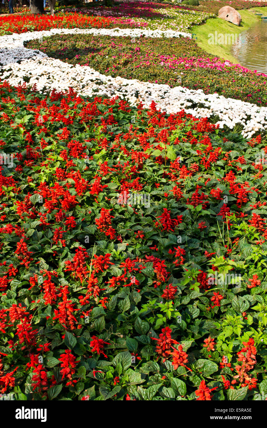 Red salvia hi-res stock photography and images - Alamy