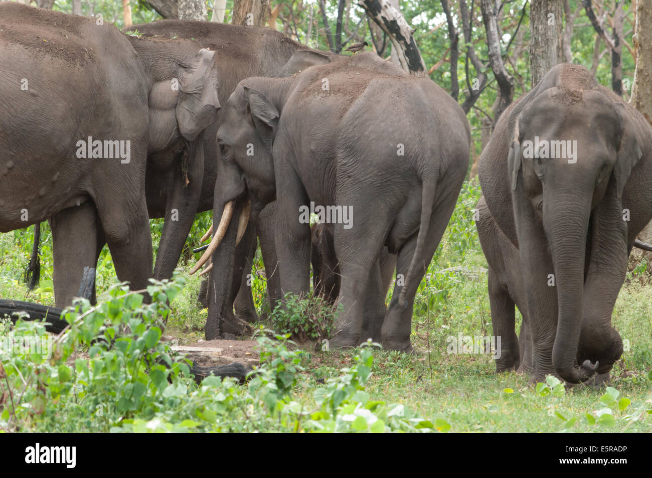 Elephants herd india hi-res stock photography and images - Alamy