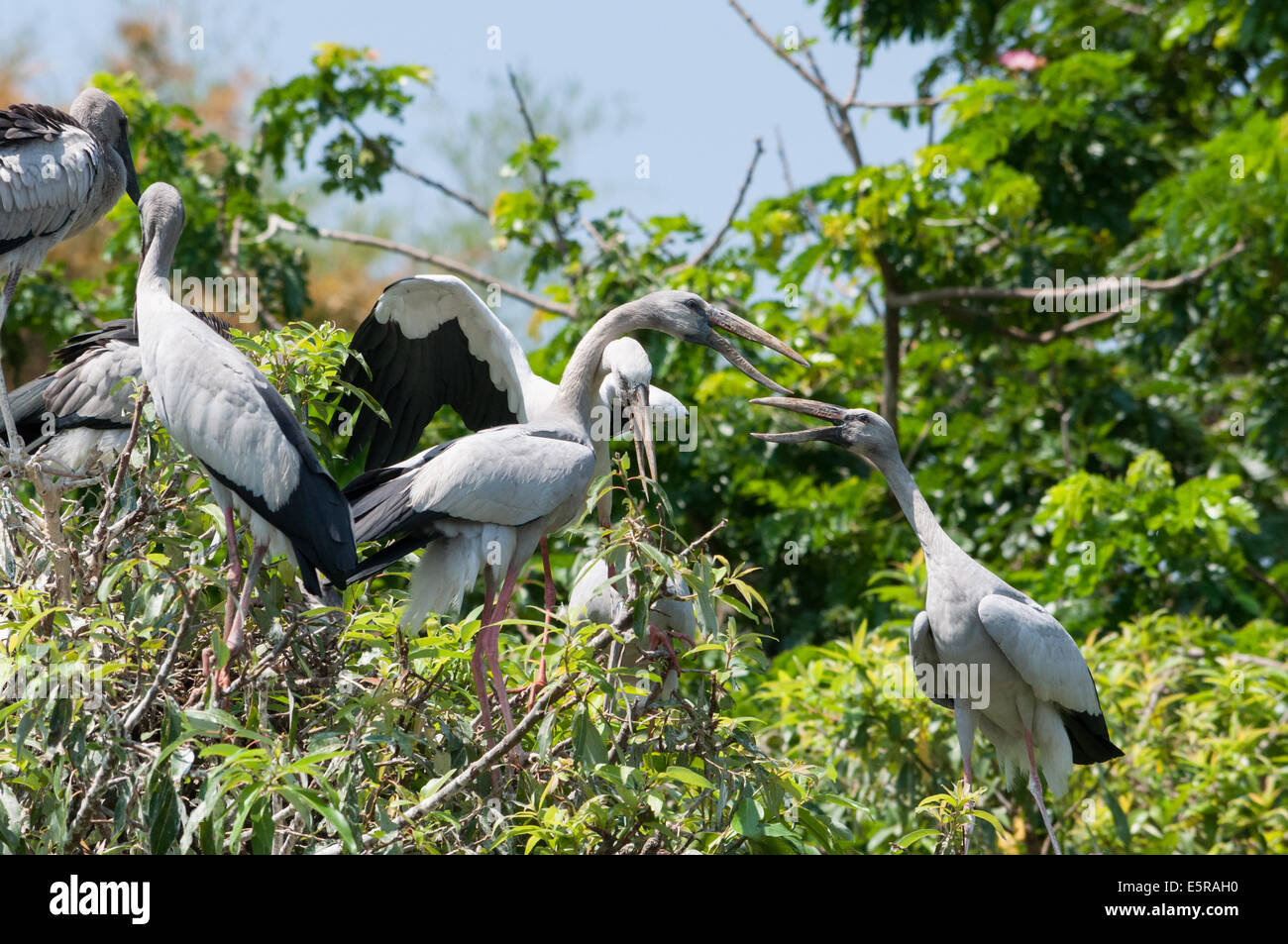 Indian Openbill Storks Stock Photo - Alamy