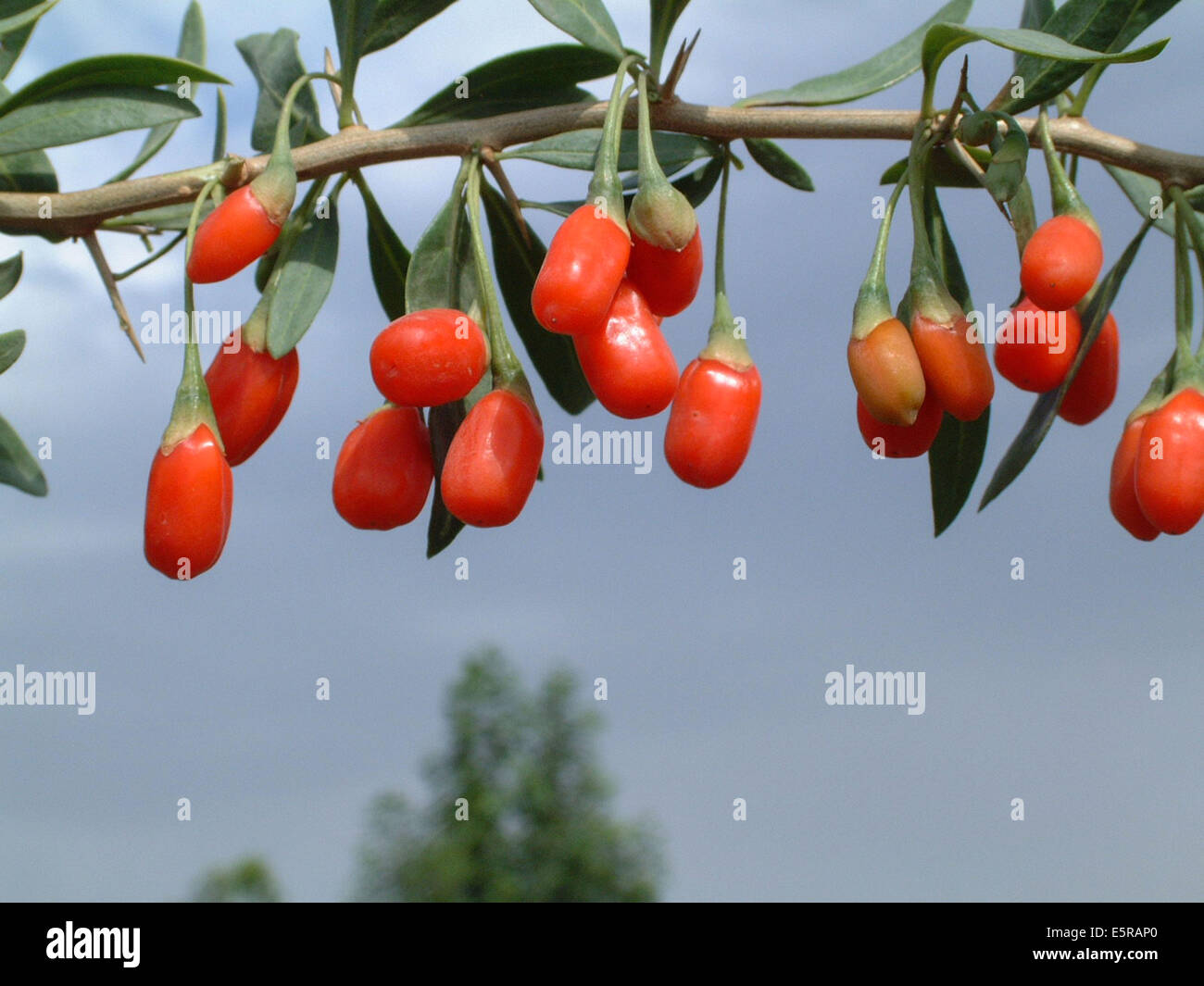 Goji Berry Tree High Resolution Stock Photography and Images - Alamy