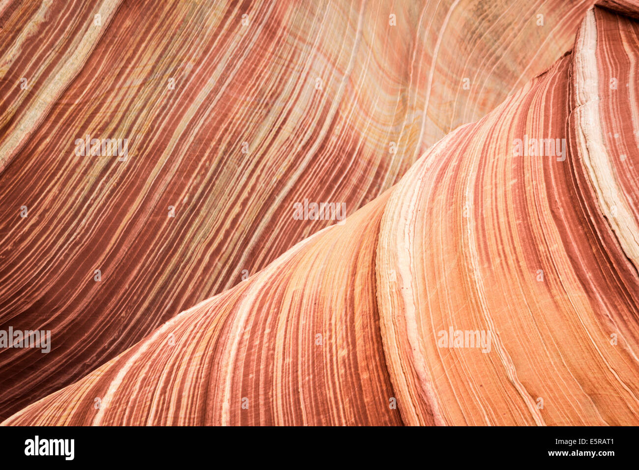 The Wave, Arizona. Amazing flowing rock formation in the rocky desert ...
