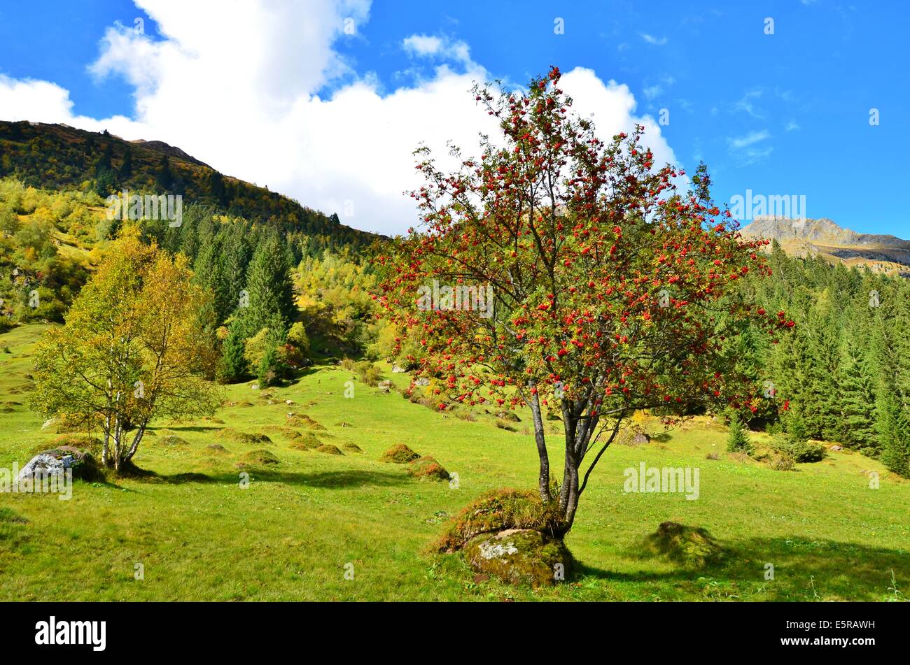 Rowan tree hiking trails hi-res stock photography and images - Alamy