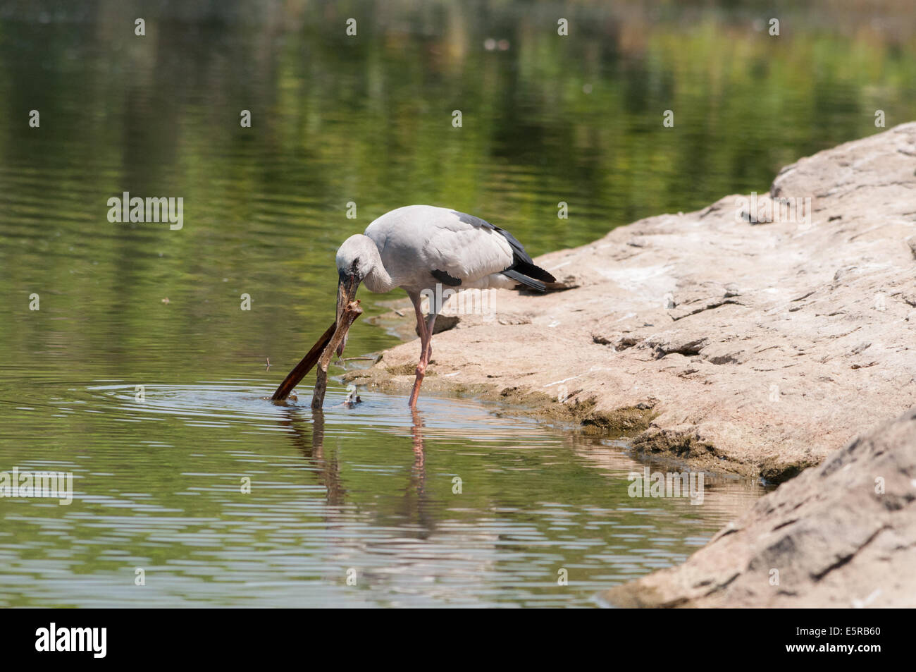 Indian storks hi-res stock photography and images - Alamy