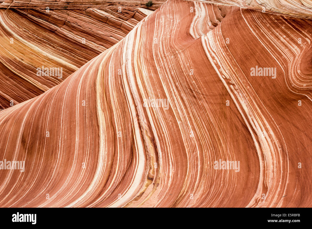 The Wave, Arizona. Amazing flowing rock formation in the rocky desert ...