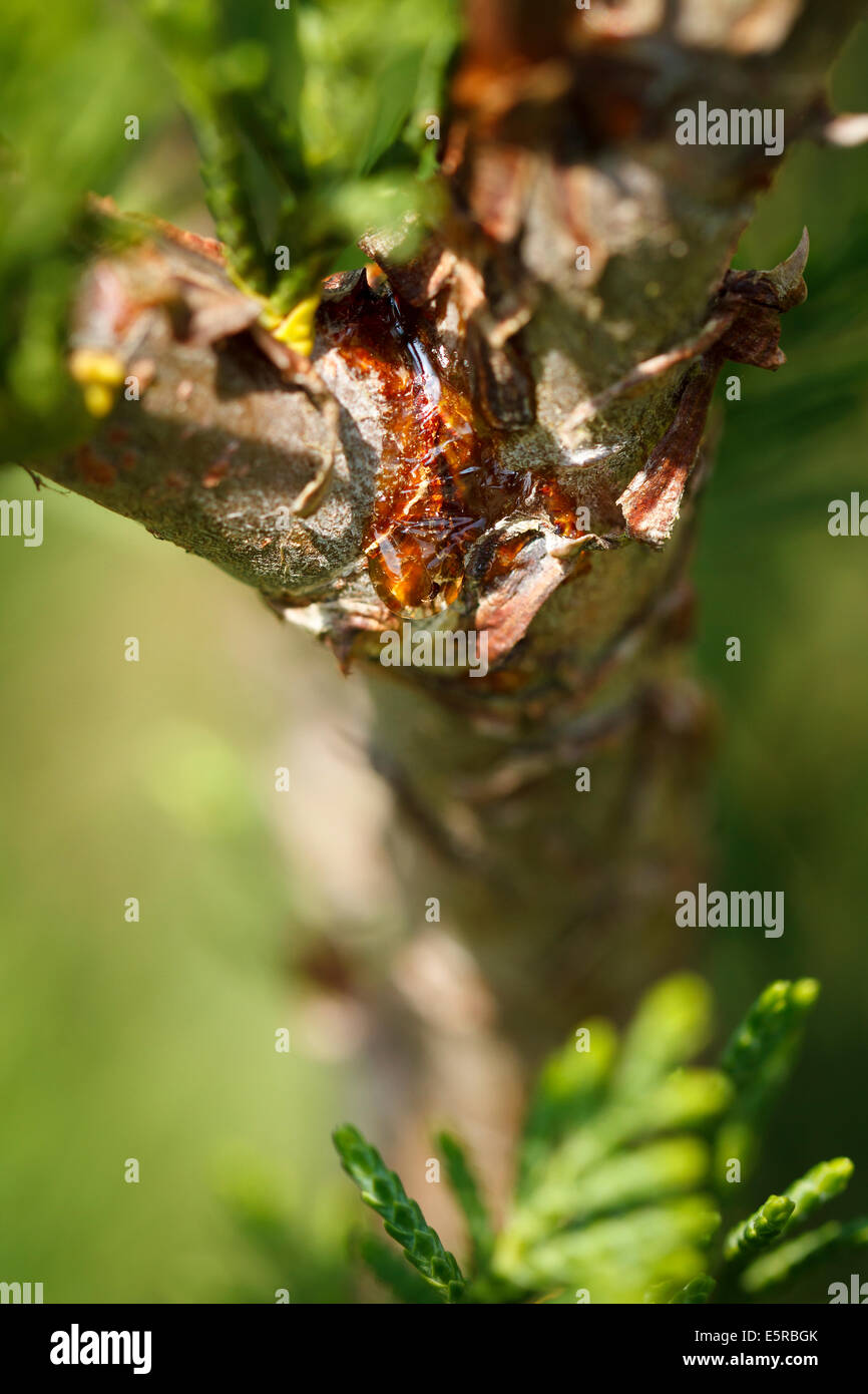 shrub bush tree sap Stock Photo - Alamy