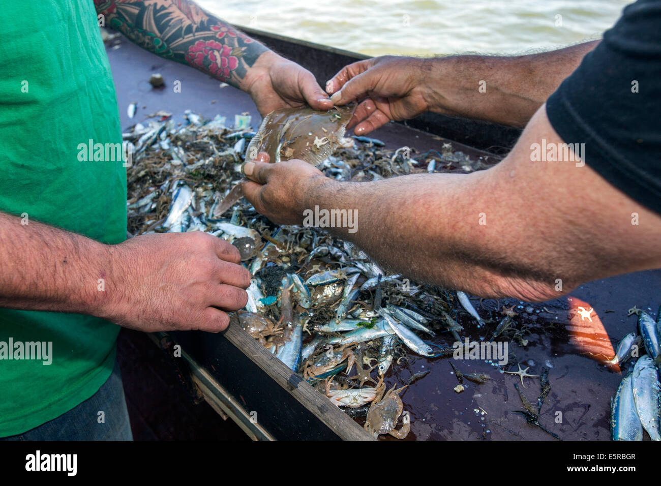Discarded fish hi-res stock photography and images - Alamy