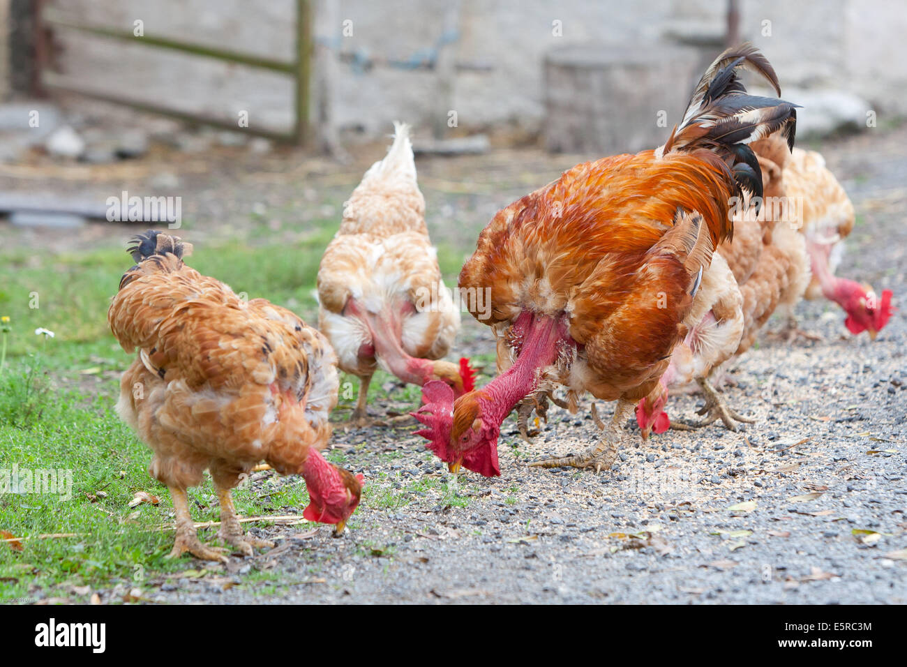 Organic chicken farming Stock Photo - Alamy