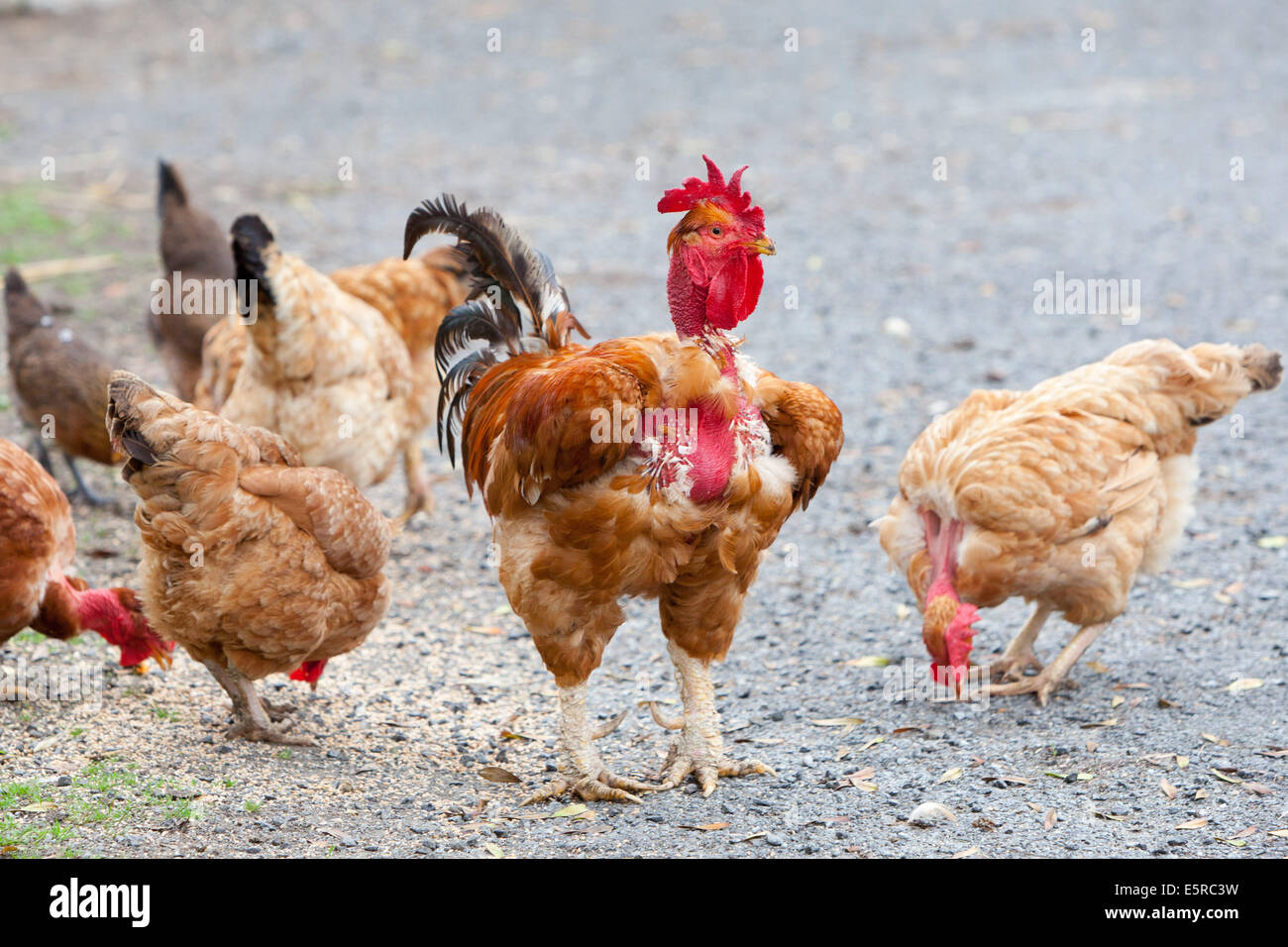 Organic breeding hi-res stock photography and images - Alamy