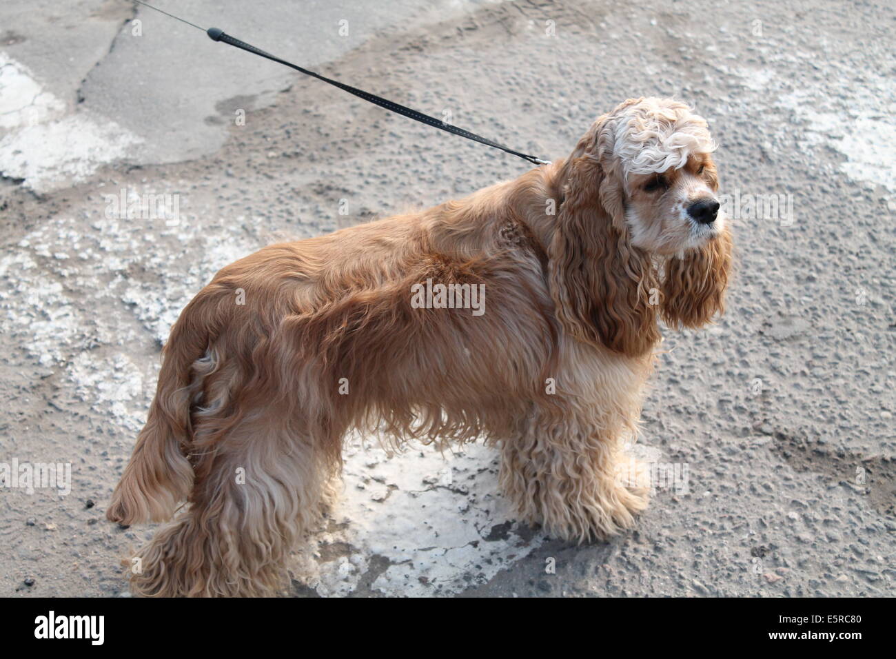 ginger young puppy of spaniel breed Stock Photo - Alamy