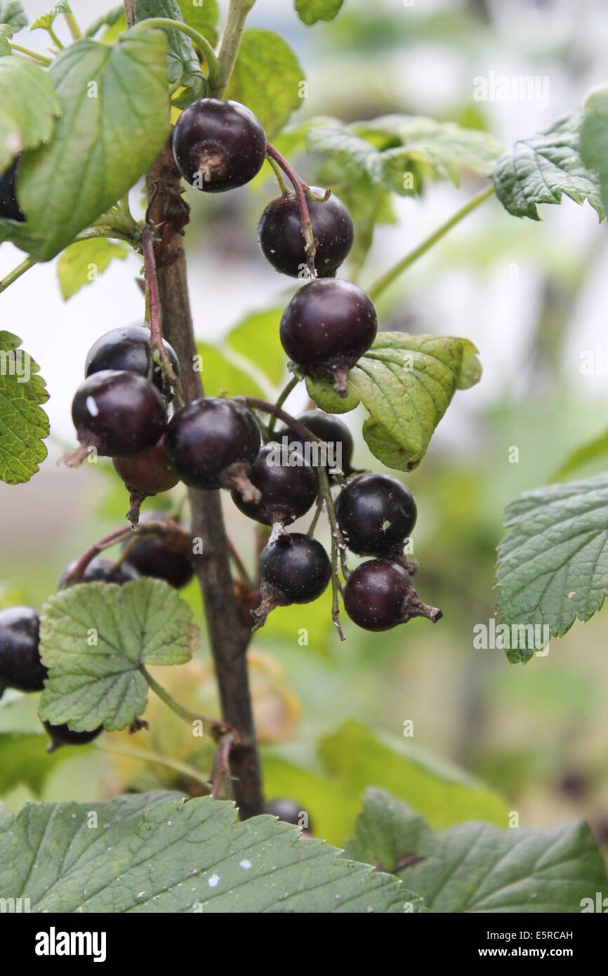 black big berries of garden currant grow on the bush with green leaves ...