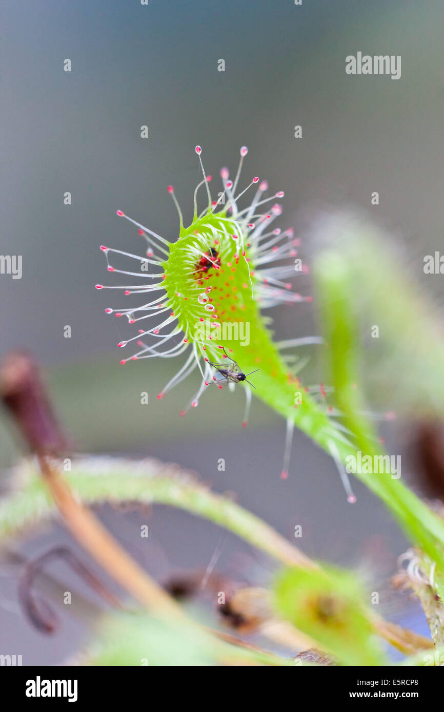 Carnivorous plant Drosera Sp Stock Photo - Alamy