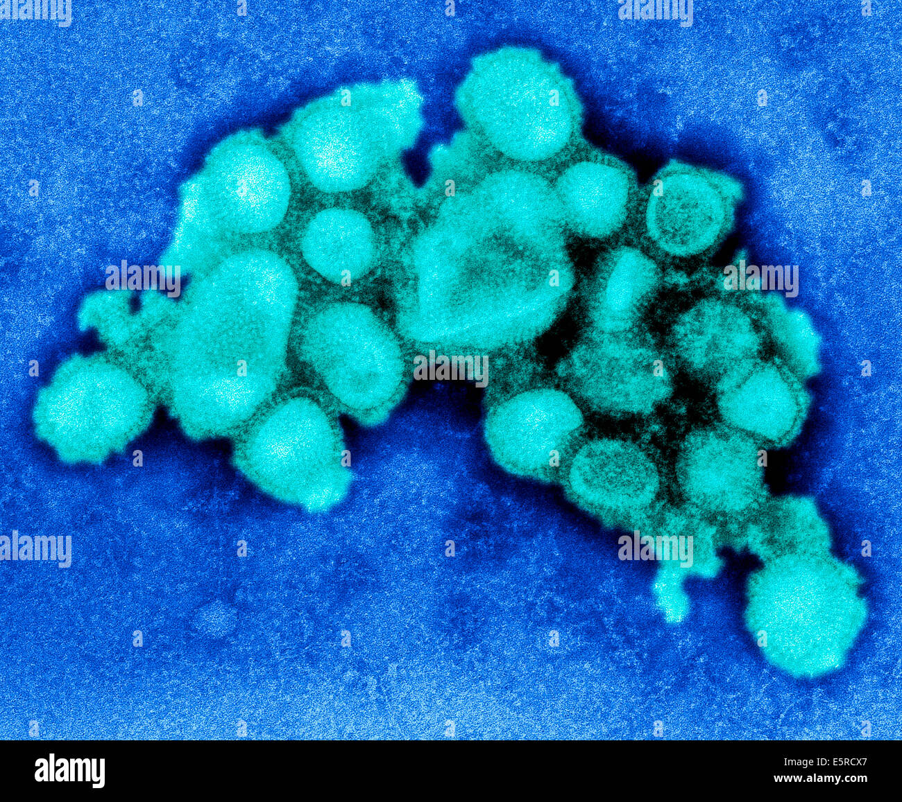Swine Influenza (swine flu) is a respiratory disease of pigs caused by ...