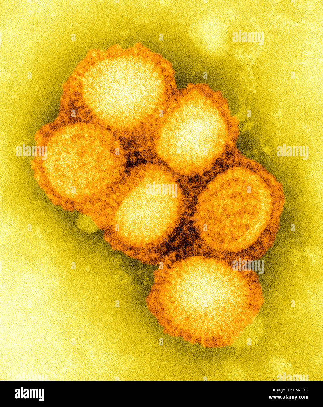 Swine Influenza (swine flu) is a respiratory disease of pigs caused by ...